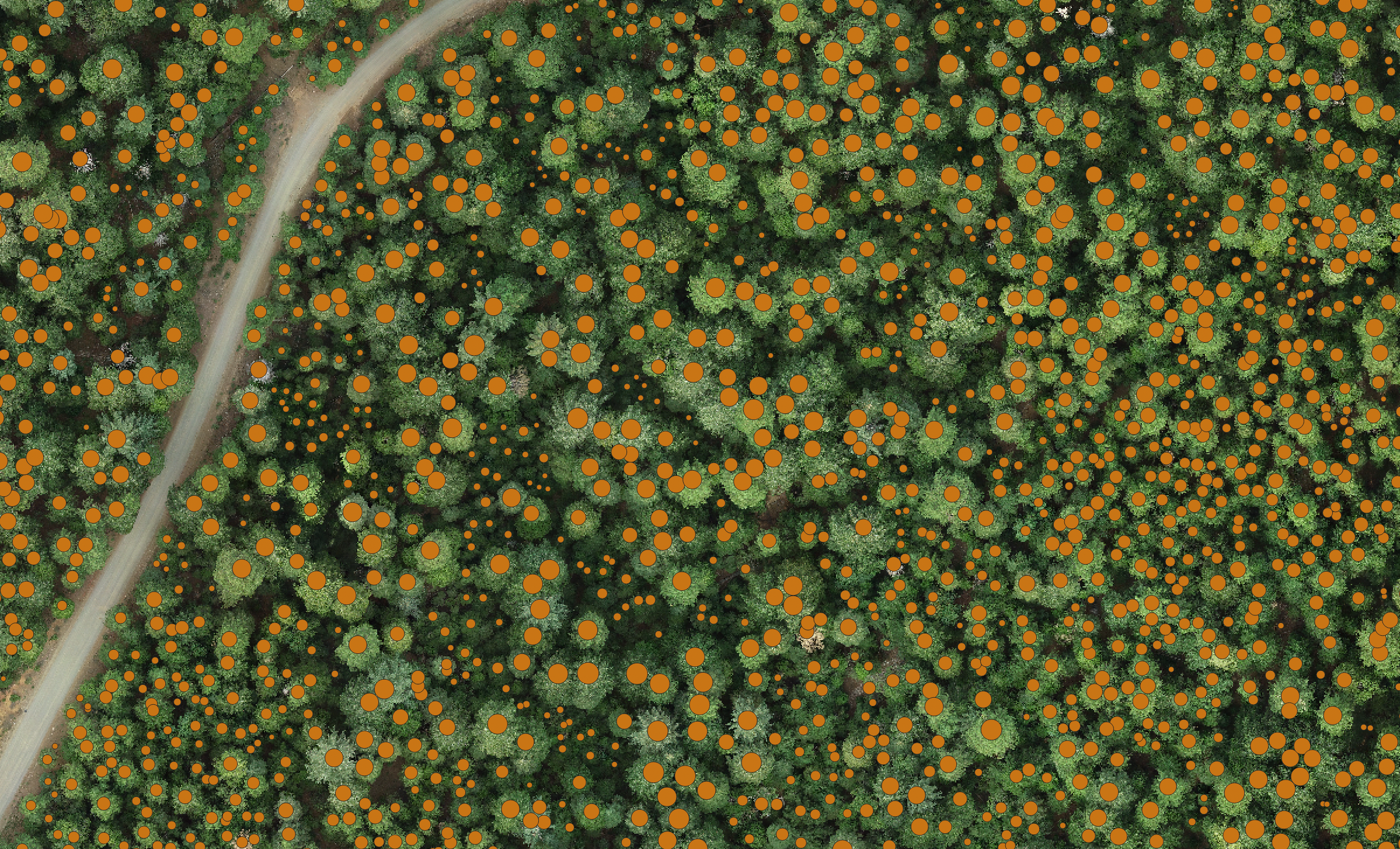 Tree taxonomic classification workflow | Open Forest Observatory